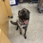 David Domis's Instagram, Twitter & Facebook on IDCrawl