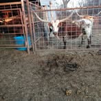 Dillon Stalnaker's Instagram, Twitter & Facebook on IDCrawl