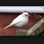 Faigy Weiss's Instagram, Twitter & Facebook on IDCrawl