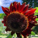 Lisa Cornely's Instagram, Twitter & Facebook on IDCrawl
