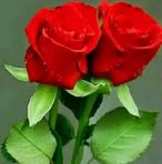 Stephanie Carlquist's Instagram, Twitter & Facebook on IDCrawl