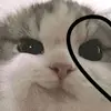 Taylor Halbig's Instagram, Twitter & Facebook on IDCrawl